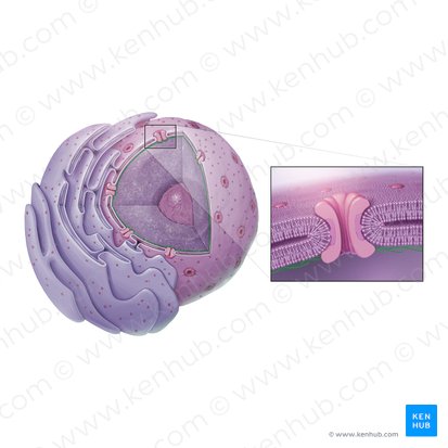 human cell nucleus under microscope