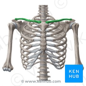 Subclavius muscle: Anatomy, innervation and function | Kenhub