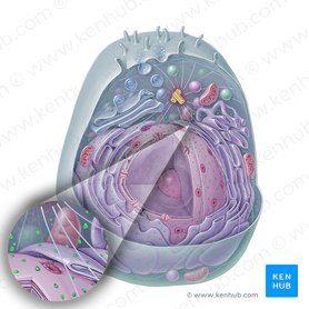 Cellular organelles and their functions | Kenhub
