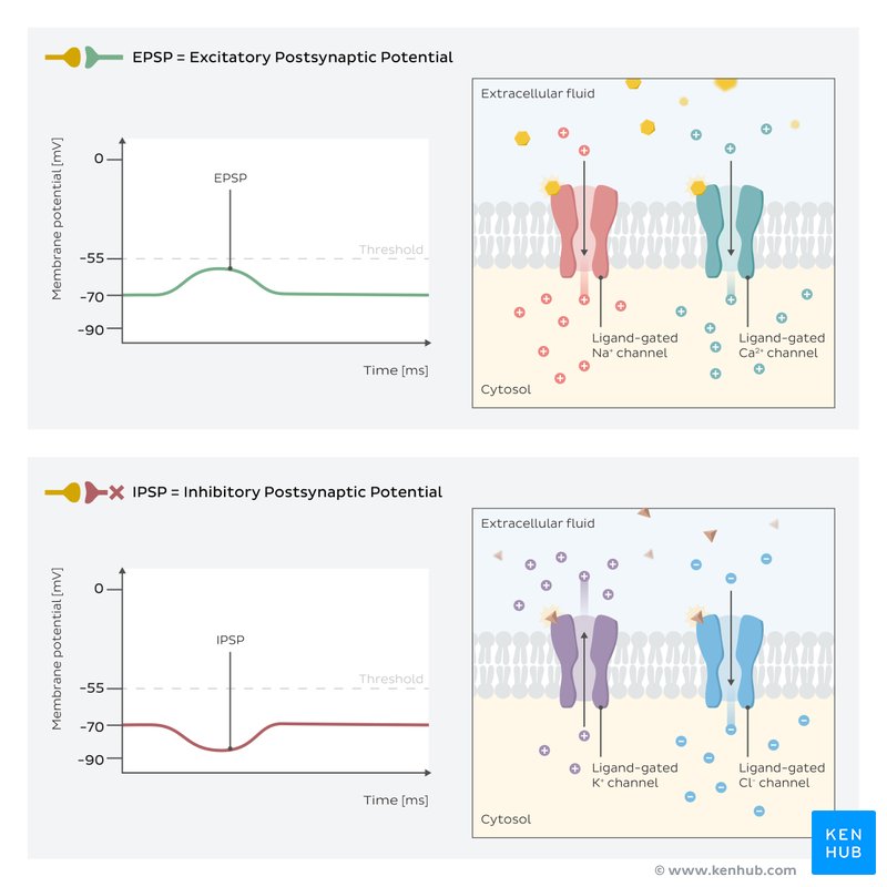 Postsynaptische Potentiale: EPSP, IPSP, Funktion | Kenhub