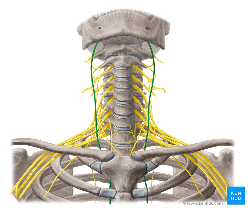 Anatomia Do Nervo Vago - RETOEDU