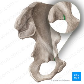 Hip bone - ilium, ischium and pubis | Kenhub