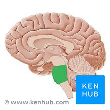 Pons: Anatomy, nuclei and tracts | Kenhub