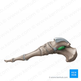 Sustentaculum Tali Location Function And Pictures