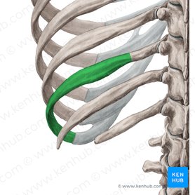 Rippen (Costae) – Anatomie, Aufbau, Gelenke und Bänder | Kenhub