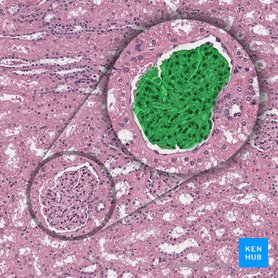 Glomerulus: Anatomy, structure and functions. | Kenhub