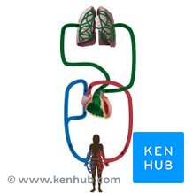 Pulmonary circulation: Anatomy and function | Kenhub