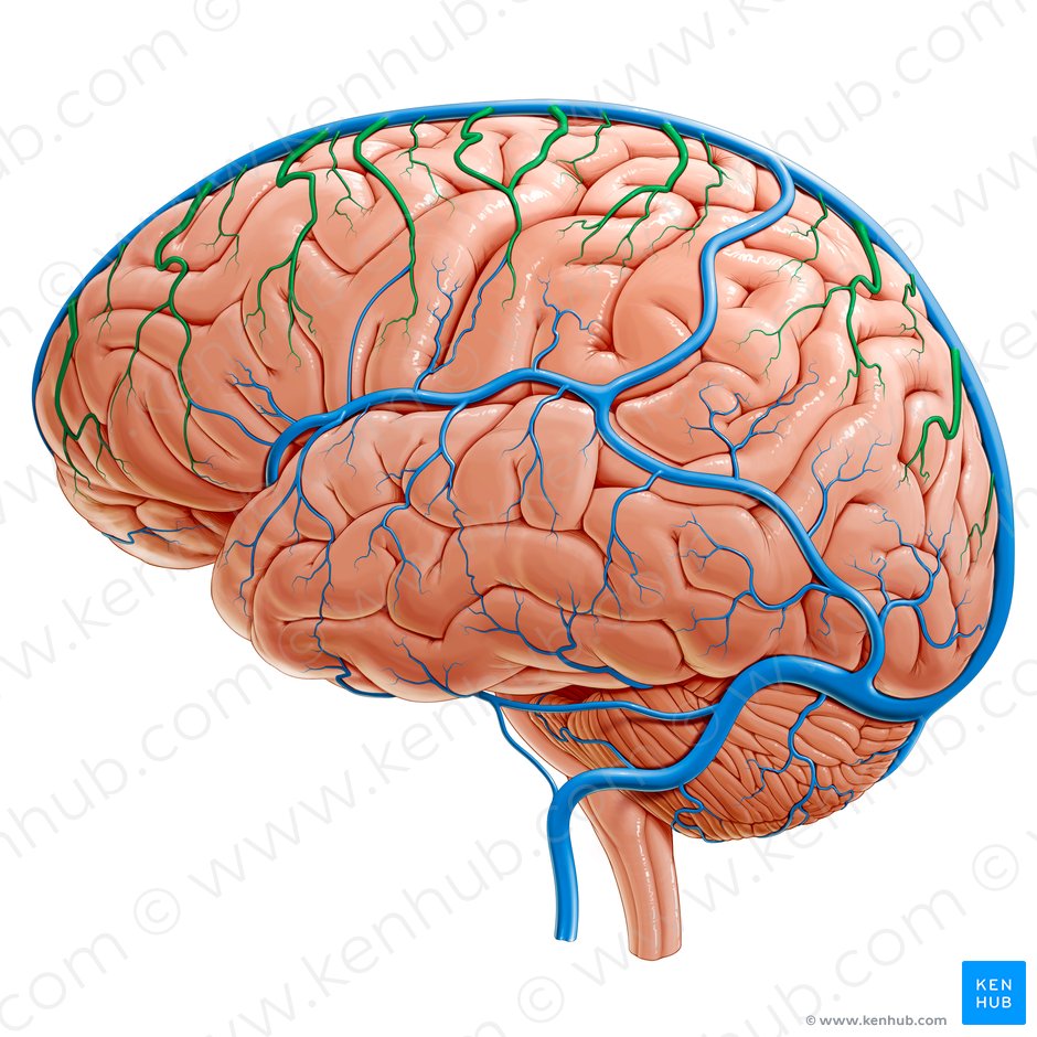 Superior sagittal sinus: Anatomy, tributaries, drainage | Kenhub