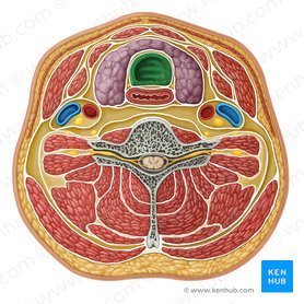 Tráquea: Anatomía, irrigación, inervación y función | Kenhub