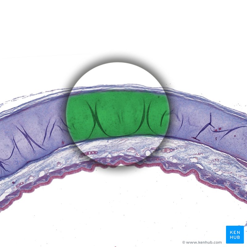 Elastisches Knorpelgewebe