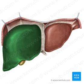 Liver anatomy: location, lobes and function | Kenhub