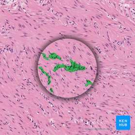 Histologie - Überblick zu Zellen, Geweben und Techniken | Kenhub