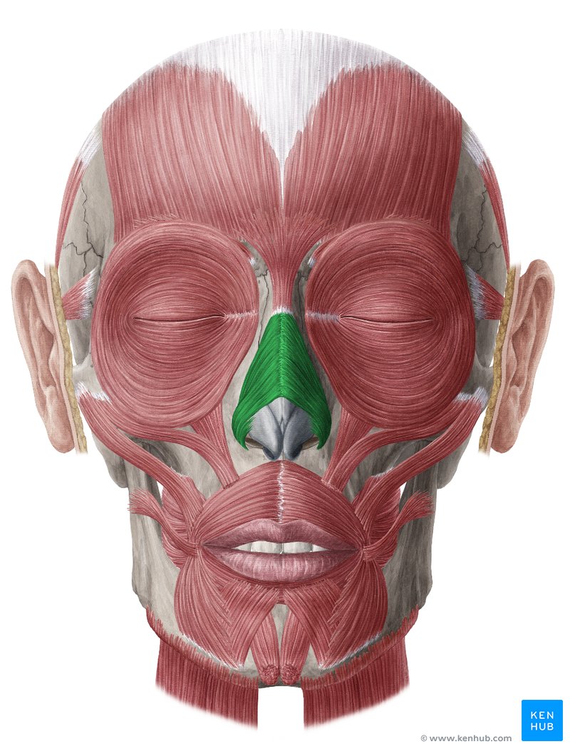 Músculo Nasal Origen Inserción Y Función Kenhub