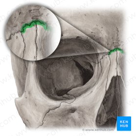 Frontal bone: Anatomy, borders and development | Kenhub