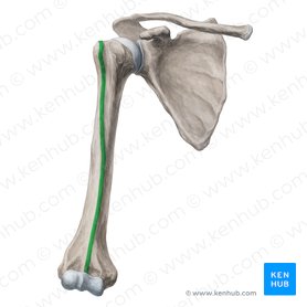 Humerus: Anatomy and clinical notes | Kenhub