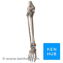 Tuberosidad tibial: Ubicación, anatomía y función | Kenhub