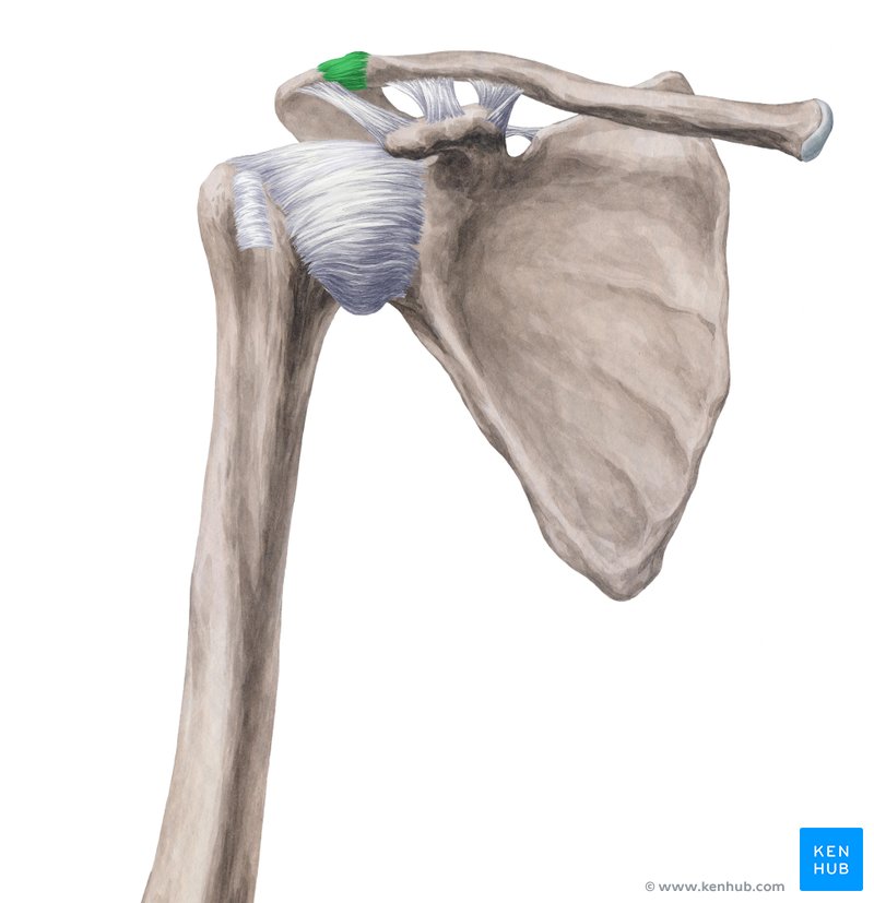 Articulação acromioclavicular: Anatomia e movimentos | Kenhub