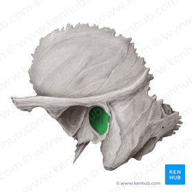 Innerer Gehörgang - Anatomie und Klinik | Kenhub