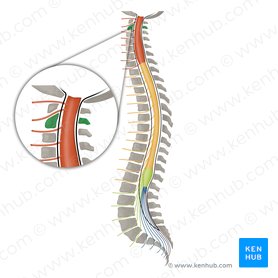 Vértebras cervicales: Anatomía, ligamentos y lesiones | Kenhub