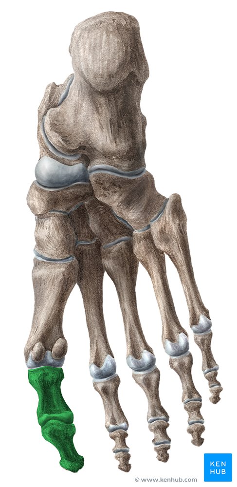 Gros orteil (Hallux) : Anatomie, structure, et fonction | Kenhub