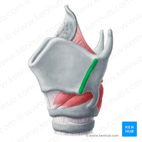 Thyroid cartilage: structure and function | Kenhub