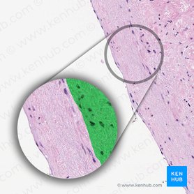 Myocardium: definition, structure and function | Kenhub