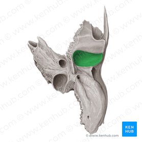 Schädel - Anatomie, Aufbau und Schädelknochen | Kenhub