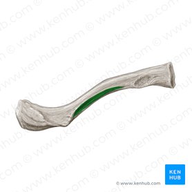 Shoulder girdle: anatomy, movements and function | Kenhub