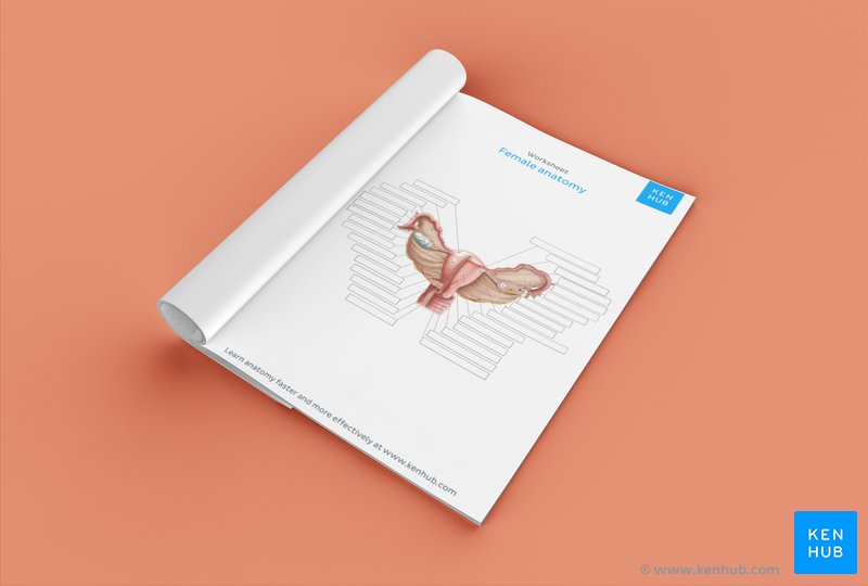 Study reproductive anatomy: Labeled diagrams and quizzes | Kenhub
