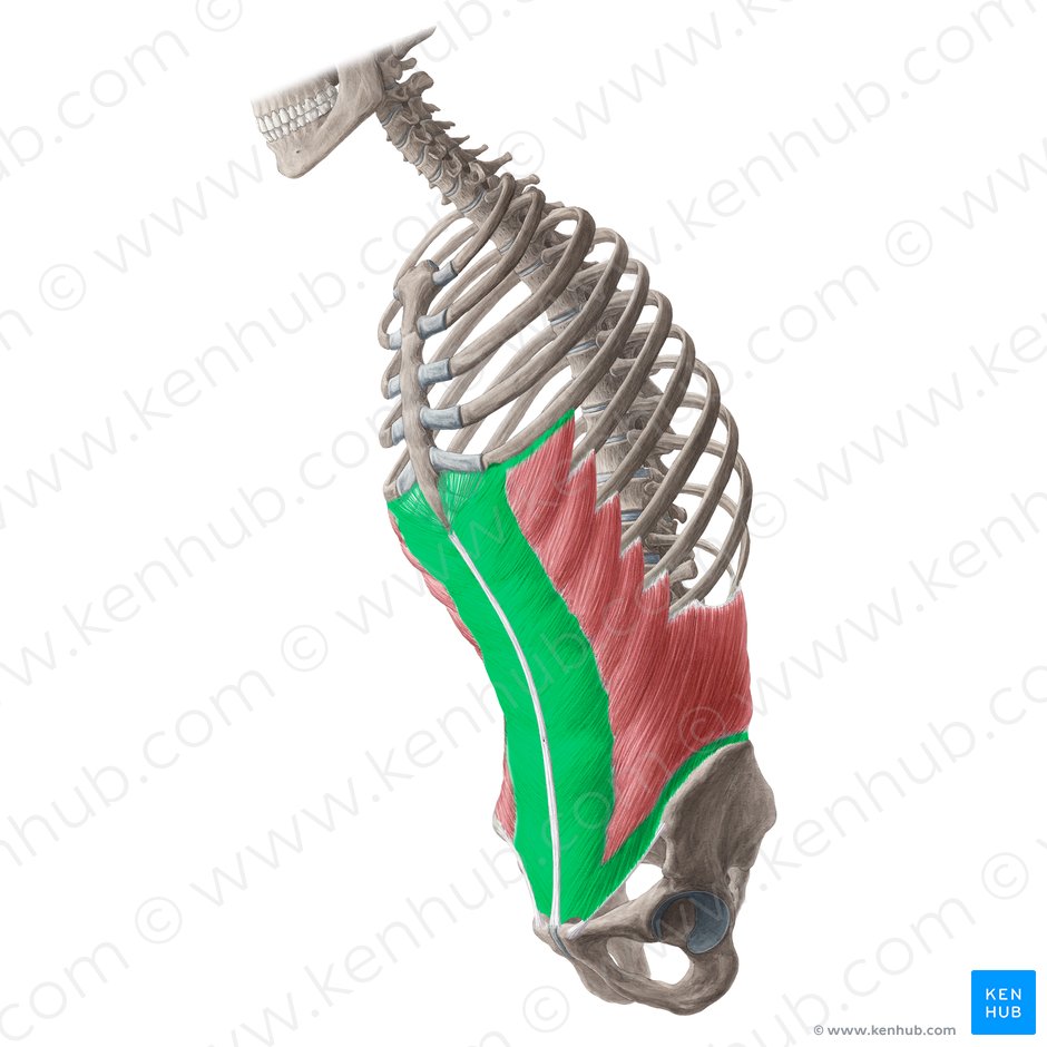 Inguinal ligament: Attachments, function and relations | Kenhub