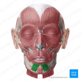 Musculus depressor anguli oris - Anatomie & Funktion | Kenhub