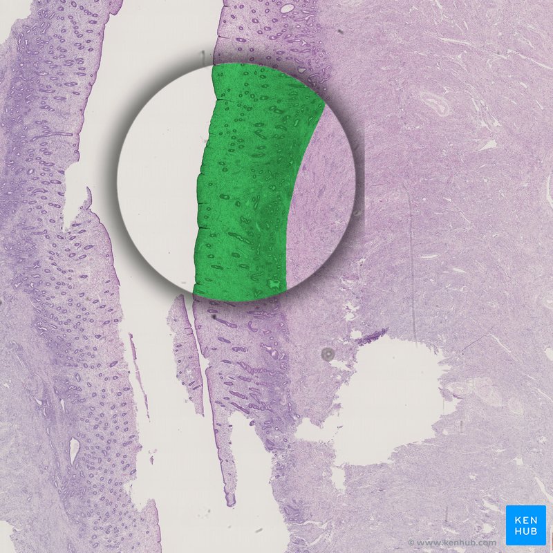 2nd week of embryonic development: Steps and processes | Kenhub