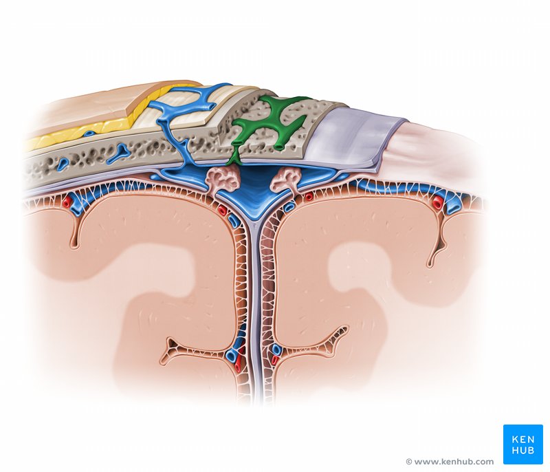 Diploic veins: Definition, location, function | Kenhub