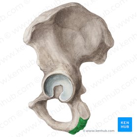Ischial tuberosity: anatomy, structure and function | Kenhub