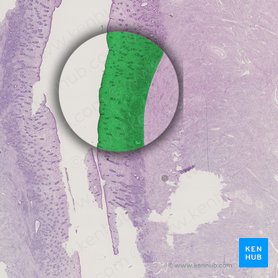 Endometrium: anatomy, structure and function. | Kenhub