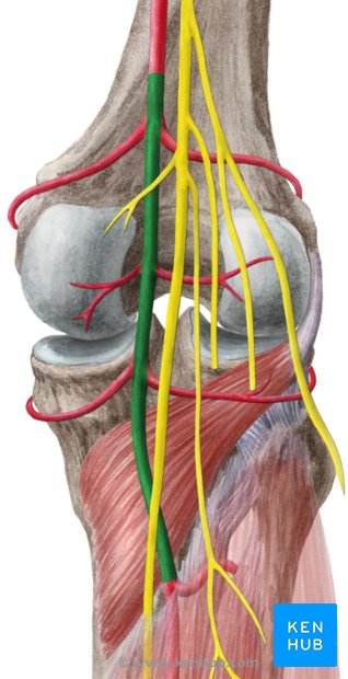 Arteria poplitea - Anatomie, Verlauf, Äste und Aneurysma | Kenhub