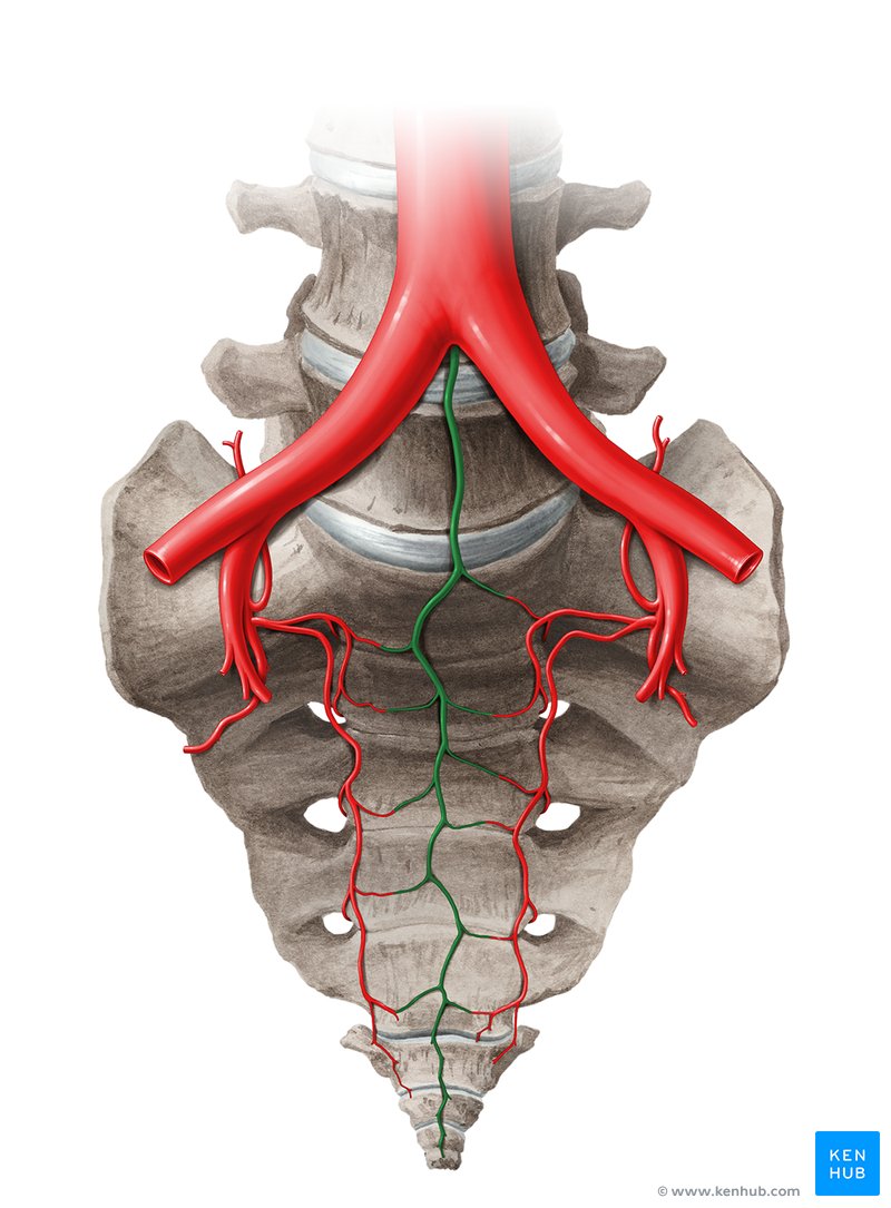 Median sacral artery. Anatomy, branches, supply | Kenhub