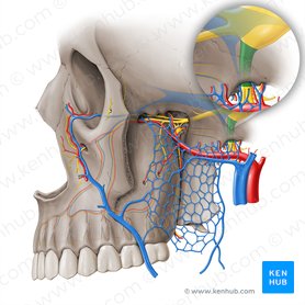 Dentes: Nomenclatura, numeração e anatomia | Kenhub