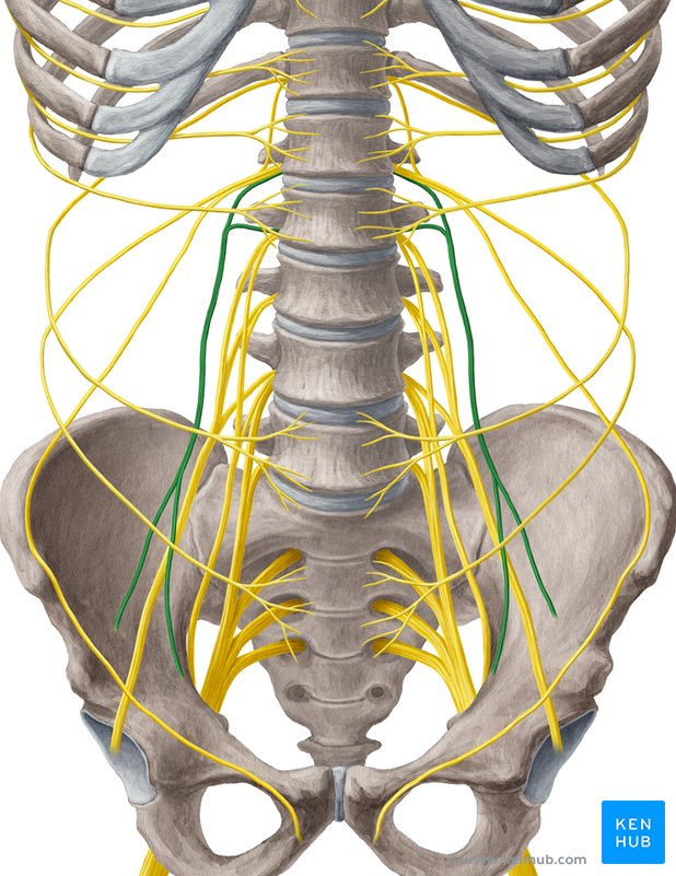 Nervus genitofemoralis: Anatomie, Funktion, Reflex | Kenhub