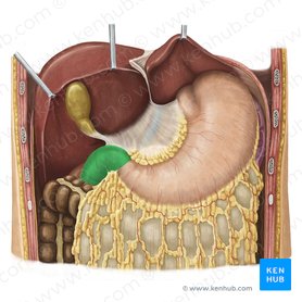 Duodenum: Anatomy, histology, composition, functions | Kenhub