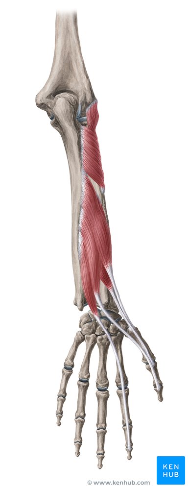 Músculos extensores profundos do antebraço: Anatomia | Kenhub