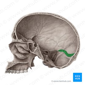 Transverse sinus: Anatomy and clinical notes | Kenhub