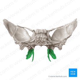 Sphenoid bone: Anatomy, function and development | Kenhub