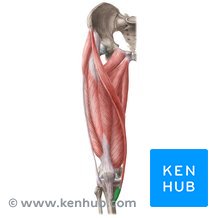 Pes anserinus: Anatomy, location and function | Kenhub