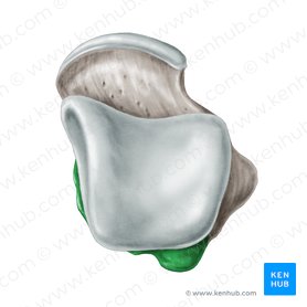Talus - Anatomie, Sprunggelenke & Klinik | Kenhub