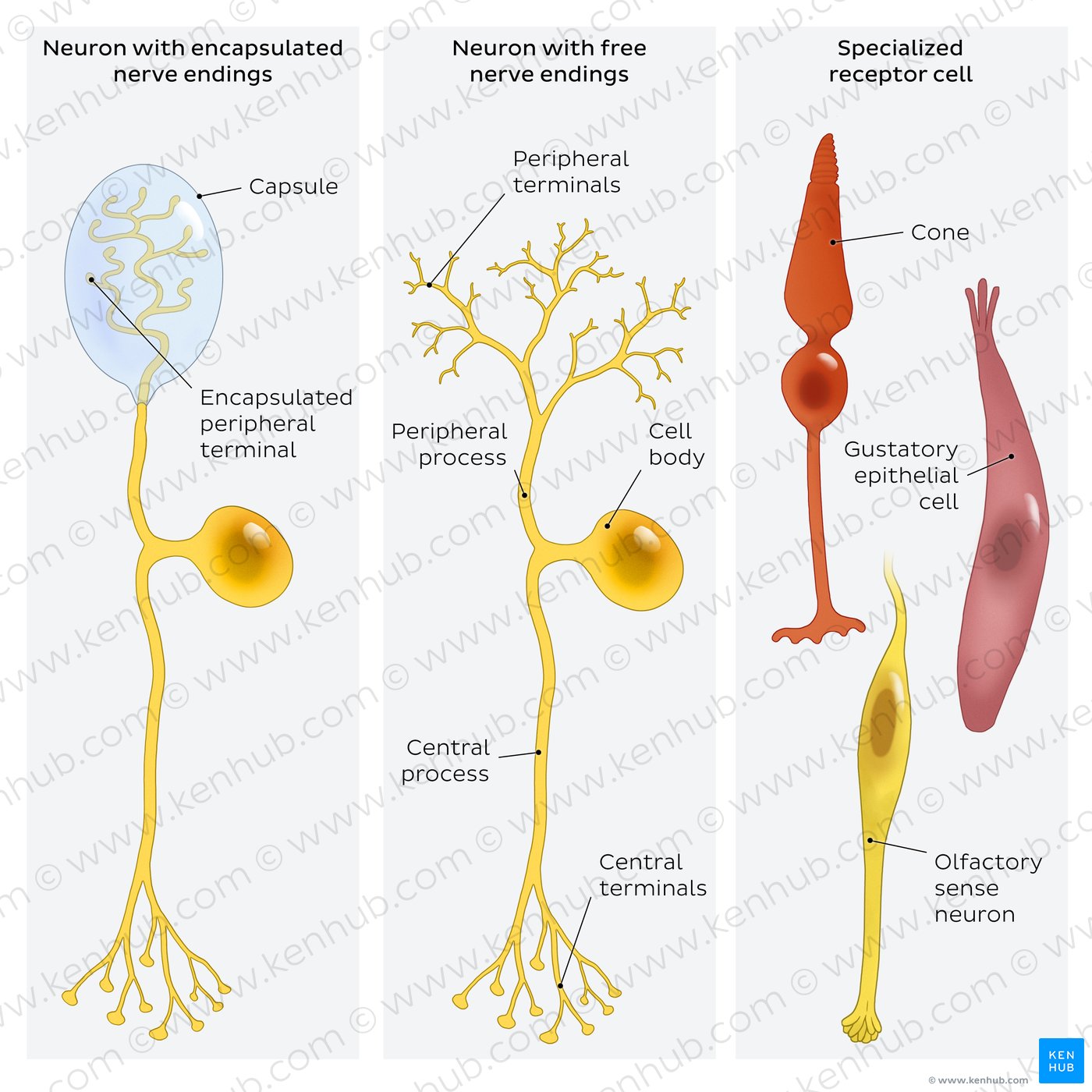 Sensory receptors: definition, types, adaption | Kenhub
