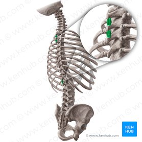 Interspinales: Origin, insertion, innervation and action | Kenhub