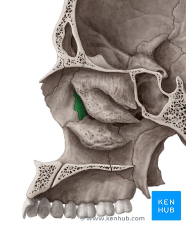Lacrimal bone: Anatomy, borders and function | Kenhub