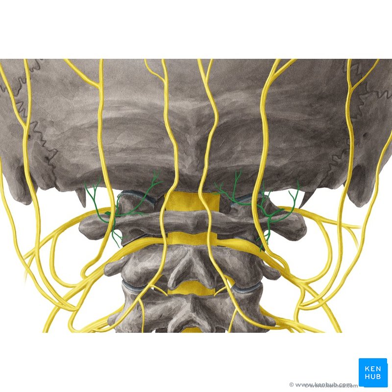 suboccipital nerve function