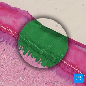 Integumentary system: Definition, diagram and function | Kenhub